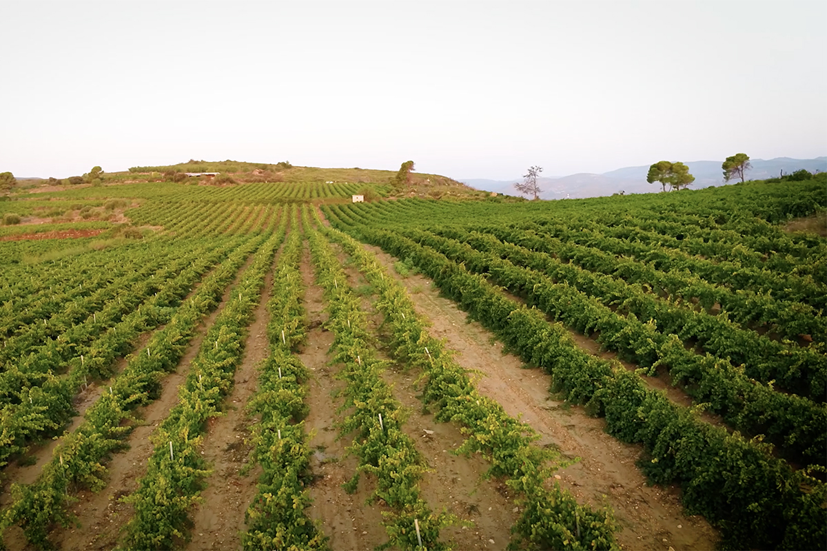 Moscatel - Enoturismo